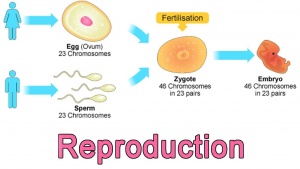 The story of assisted reproduction through the last three decades ...